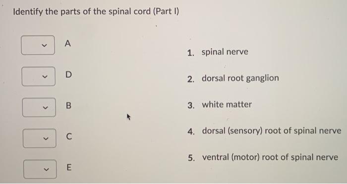 Solved Question 4 (1 point) Cerebrospinal fluid flows | Chegg.com