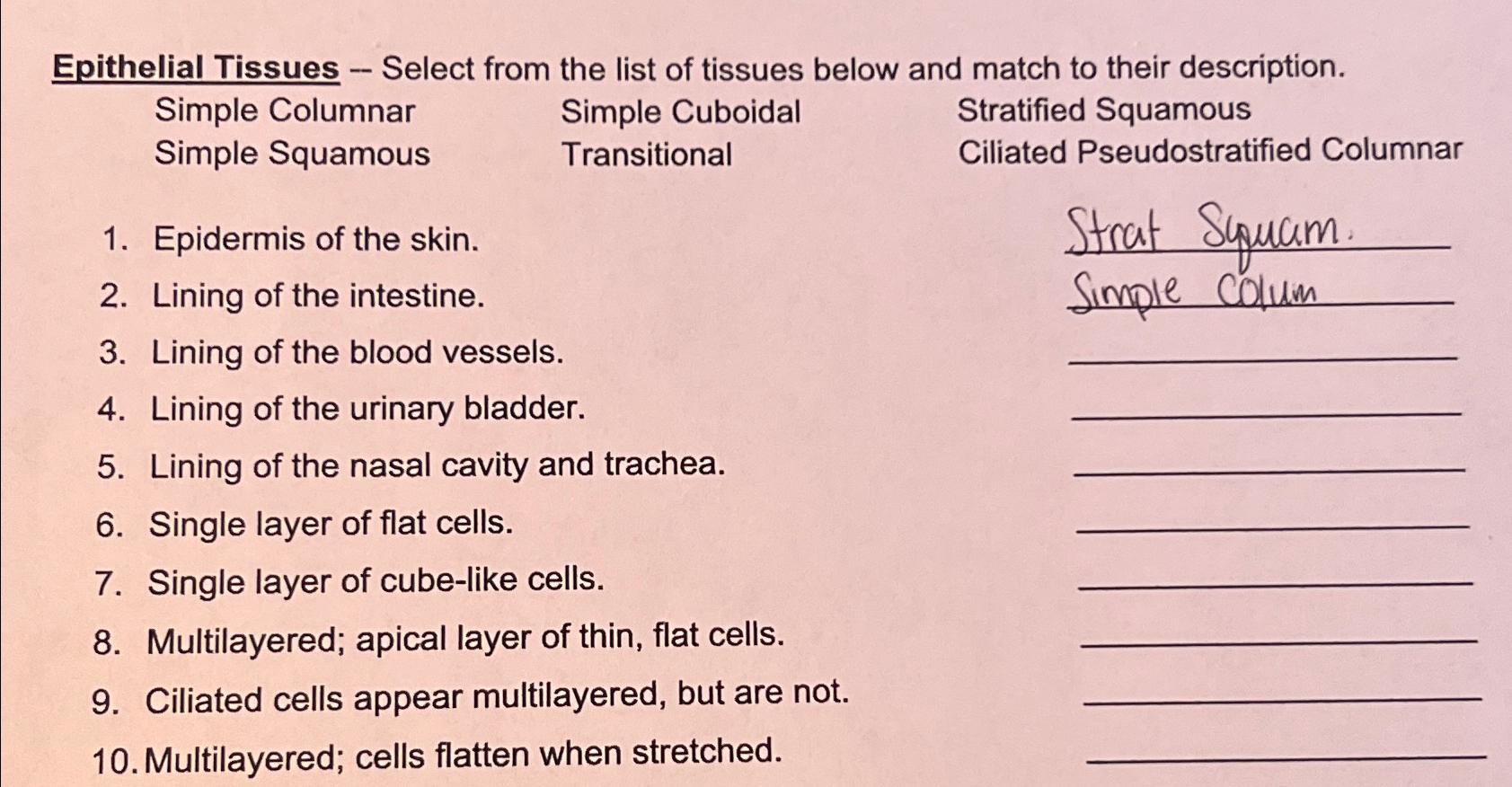 Solved Epithelial Tissues - ﻿Select from the list of tissues | Chegg.com