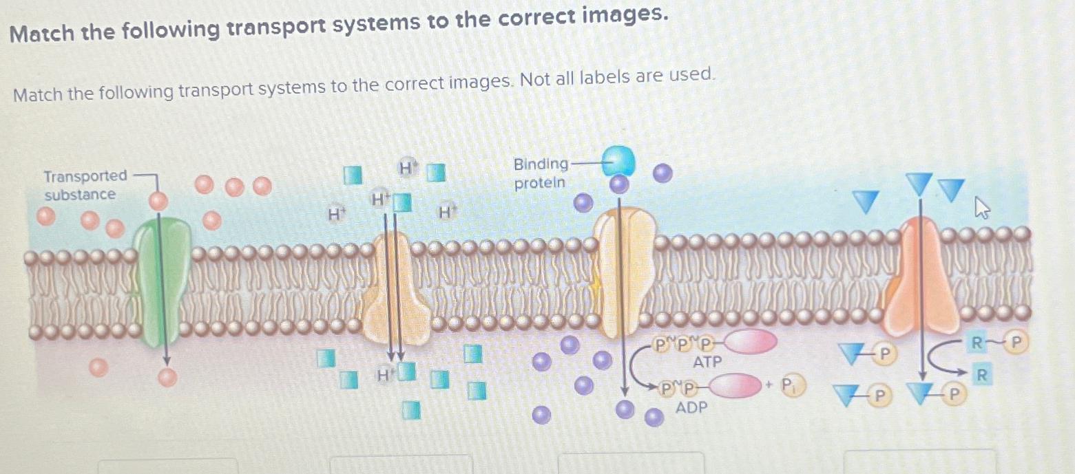 Solved Match the following transport systems to the correct | Chegg.com