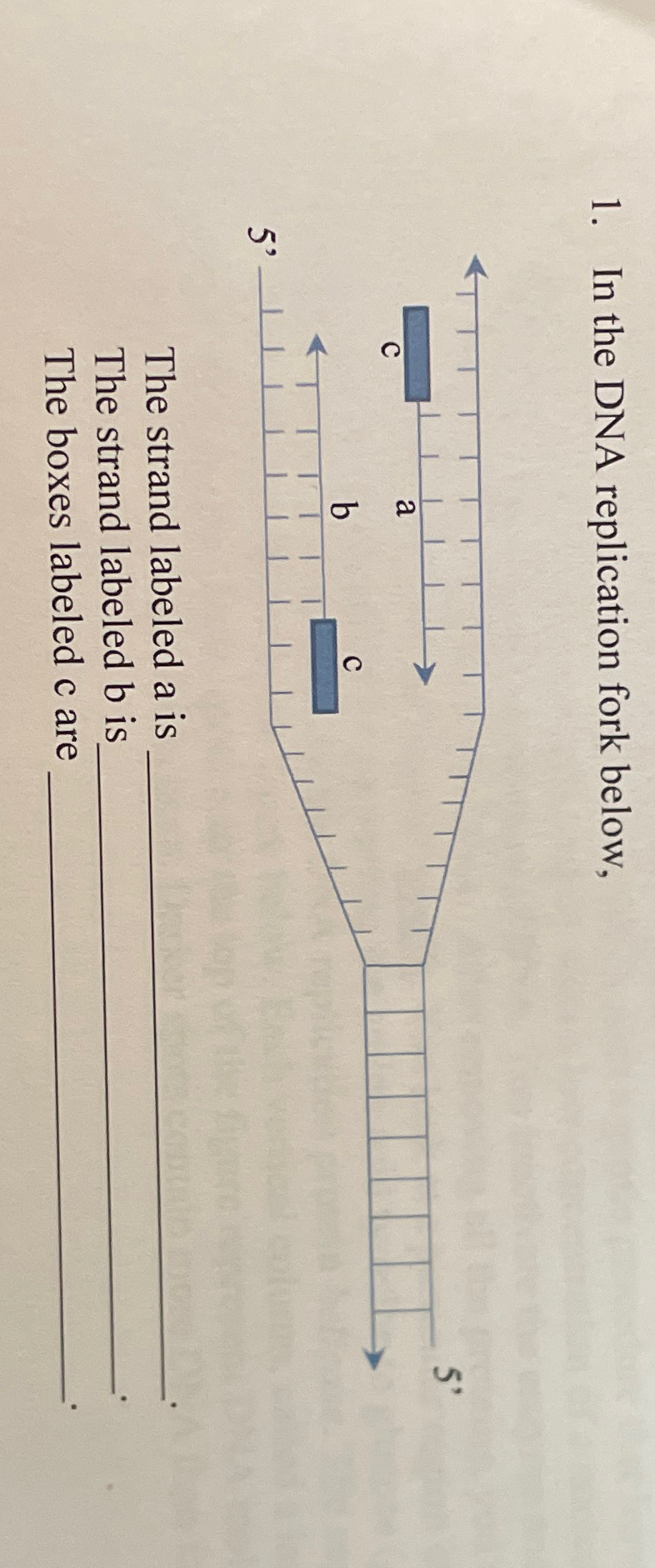 In the DNA replication fork below,The strand labeled | Chegg.com