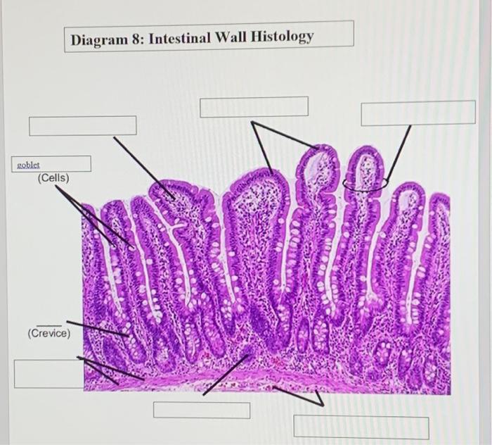 Solved Diagram 8: Intestinal Wall Histology | Chegg.com