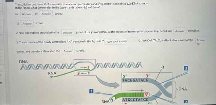 Solved Transcription produces RNA molecules that are | Chegg.com