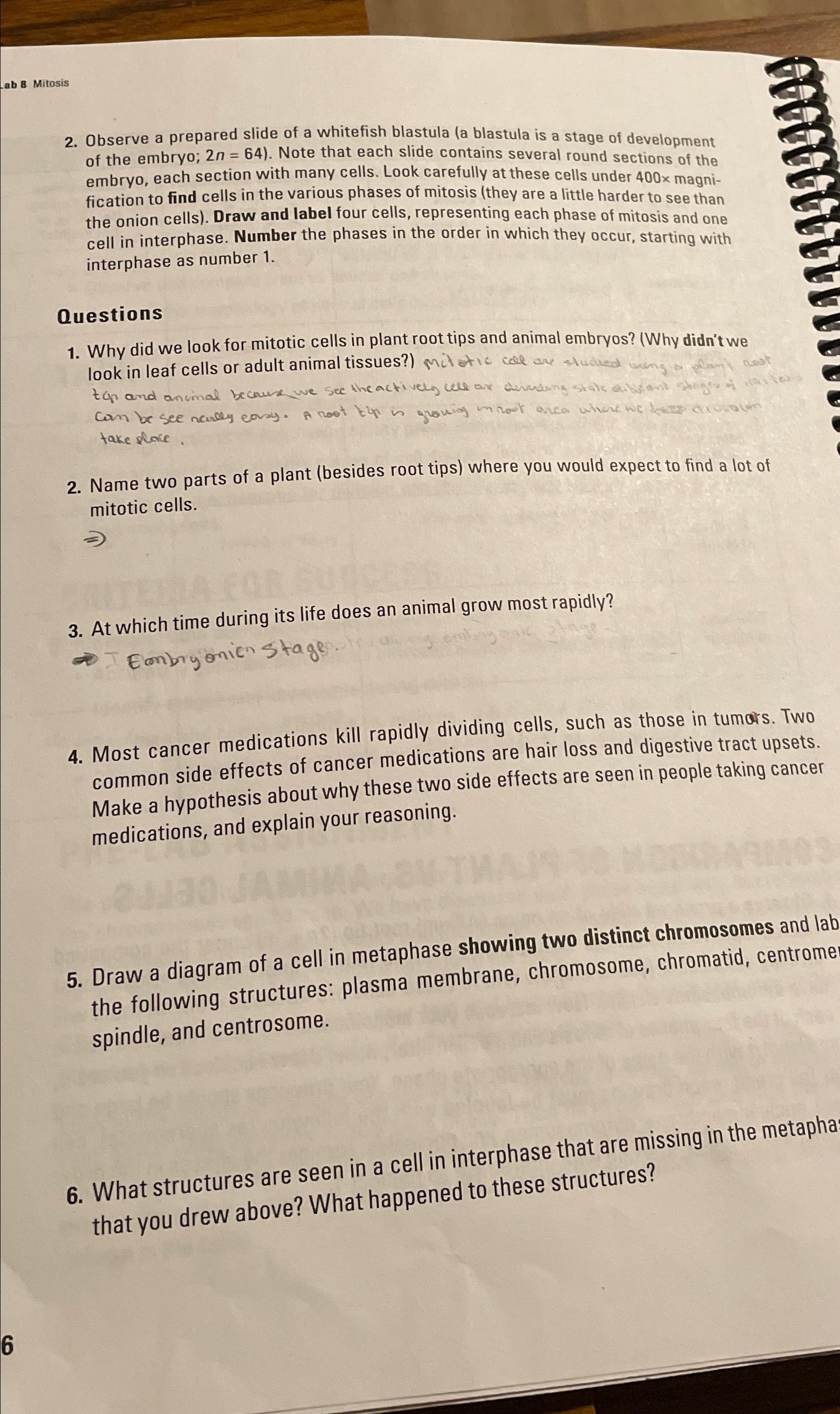 Solved Observe a prepared slide of a whitefish blastula (a | Chegg.com