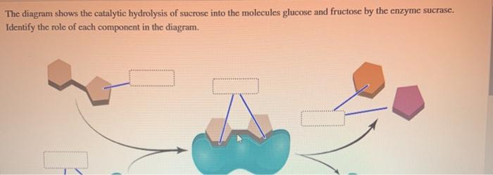 Solved The diagram shows the catalytic hydrolysis of sucrose | Chegg.com