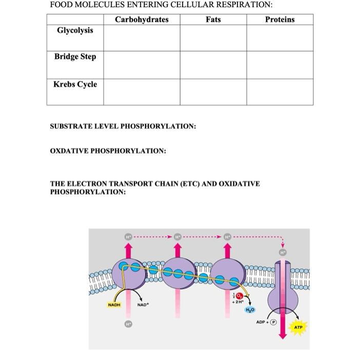 Solved FOOD MOLECULES ENTERING CELLULAR RESPIRATION: | Chegg.com
