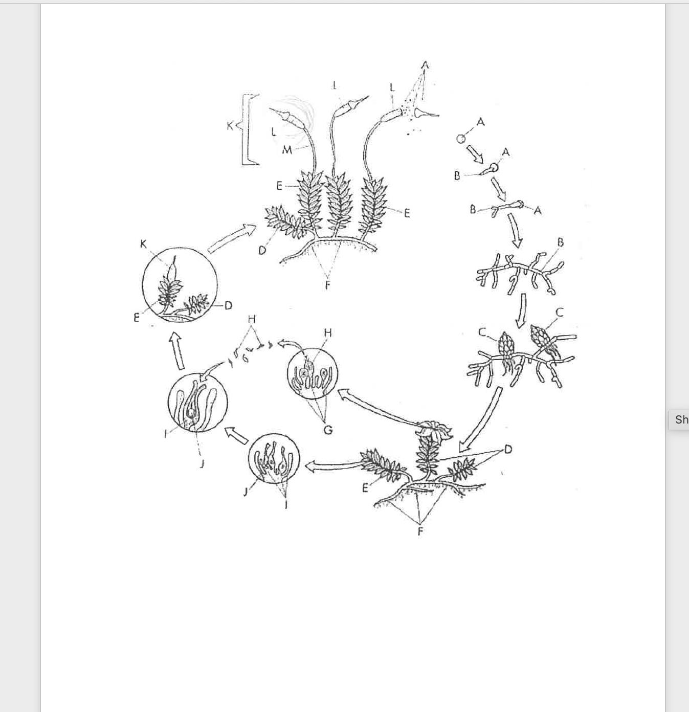 snComplete the labeling of the diagram of the Moss | Chegg.com