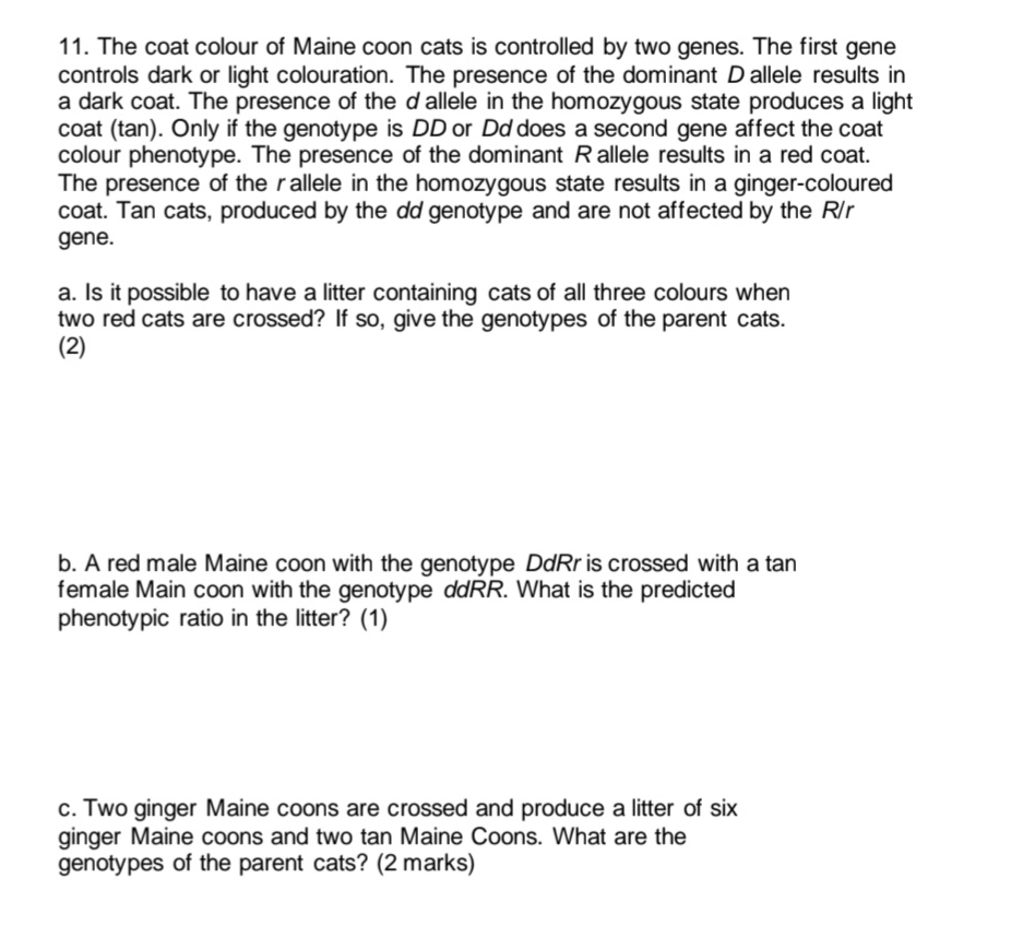 Solved The coat colour of Maine coon cats is controlled by | Chegg.com