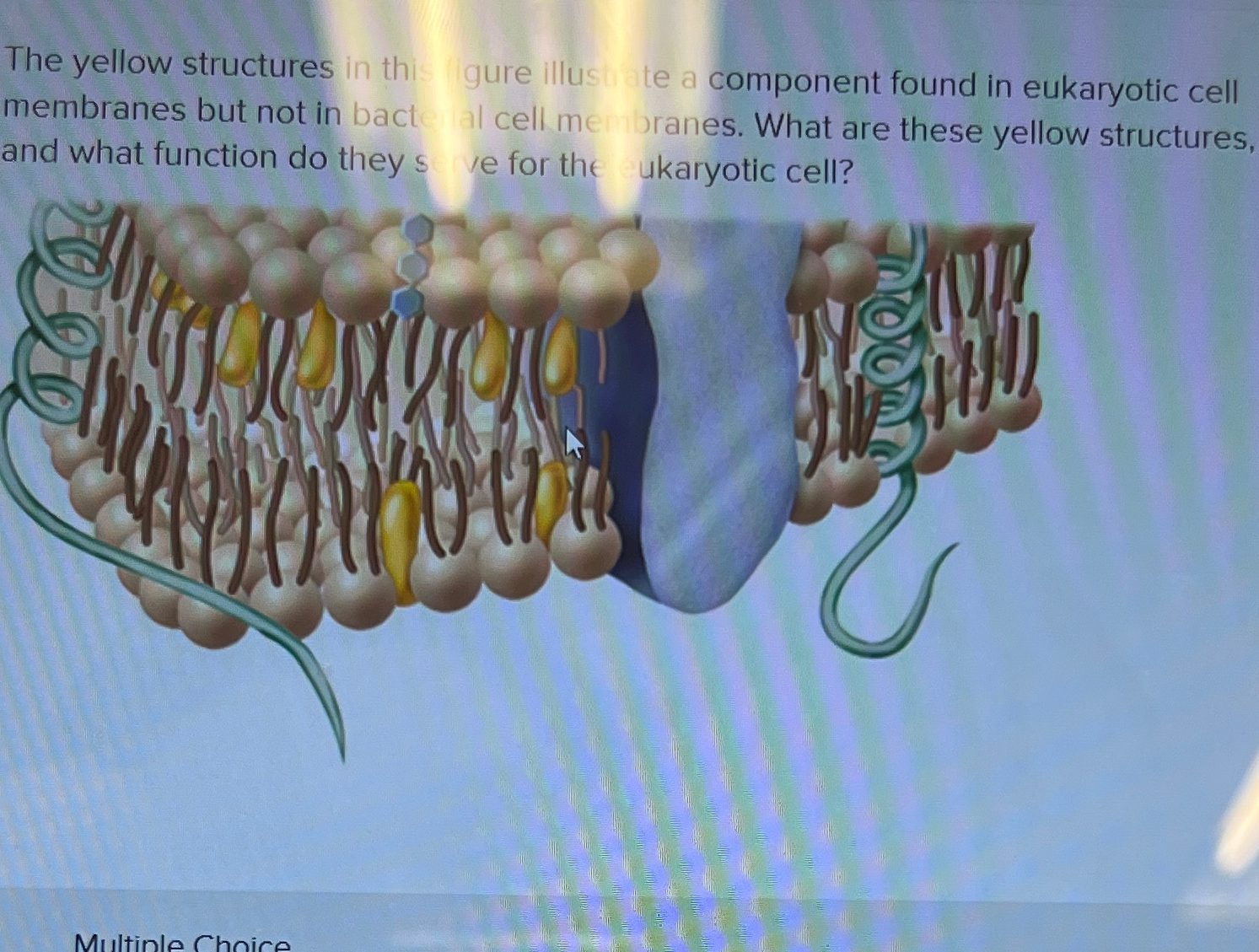 Solved The yellow structures in thi gure illus te a | Chegg.com
