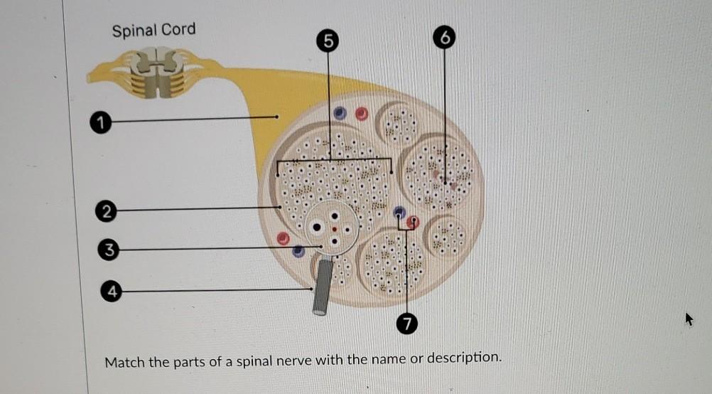Solved Spinal Cord 3 4 1 Match the parts of a spinal nerve | Chegg.com