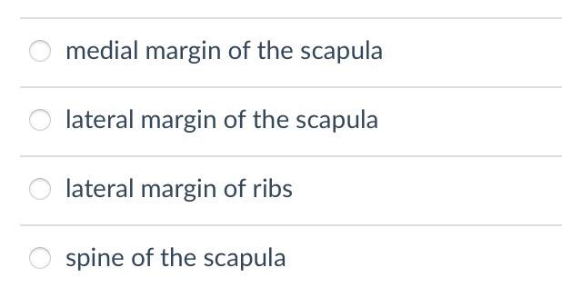 Solved This is a lateral view of the axilla. What is the | Chegg.com