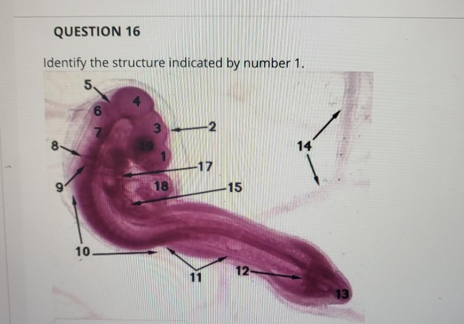 Solved Identify the structure indicated in number | Chegg.com Solved Identify the structure indicated in number | Chegg.com