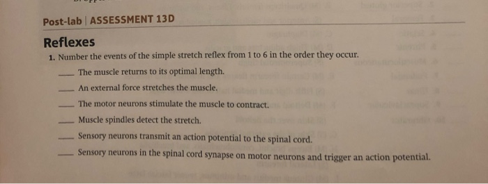 Solved Post-lab ASSESSMENT 13D Reflexes 1. Number the events | Chegg.com