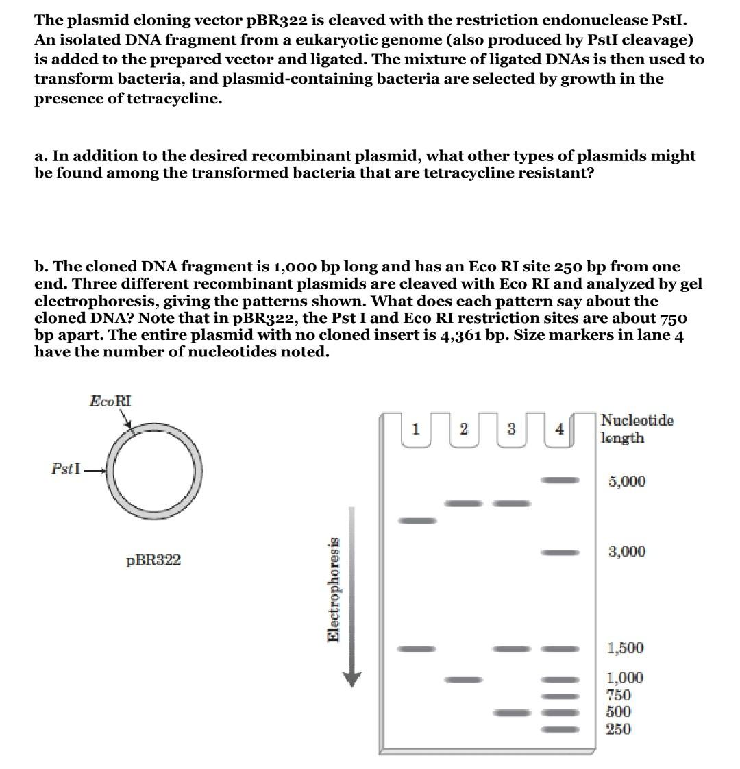 Solved The plasmid cloning vector pBR 322 is cleaved with | Chegg.com