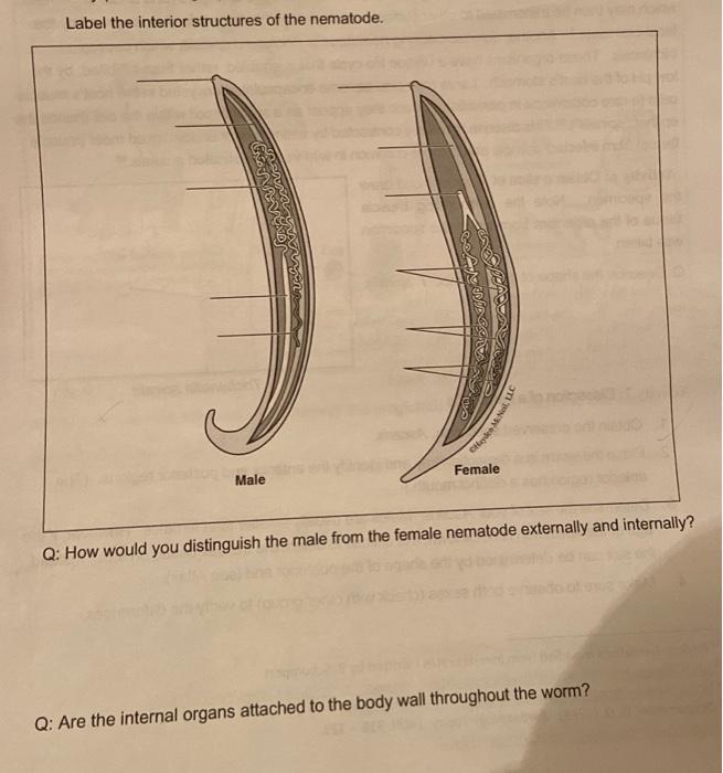 Solved Label the interior structures of the nematode. )) | Chegg.com