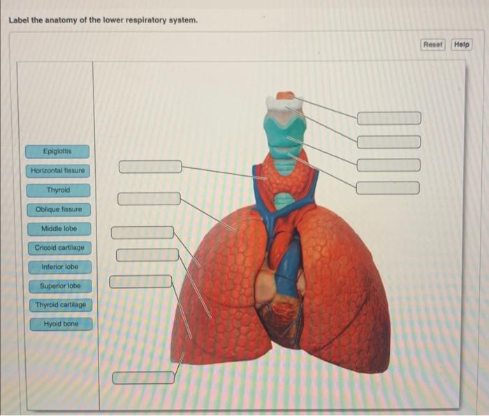 Solved Label the anatomy of the lower respiratory system. | Chegg.com