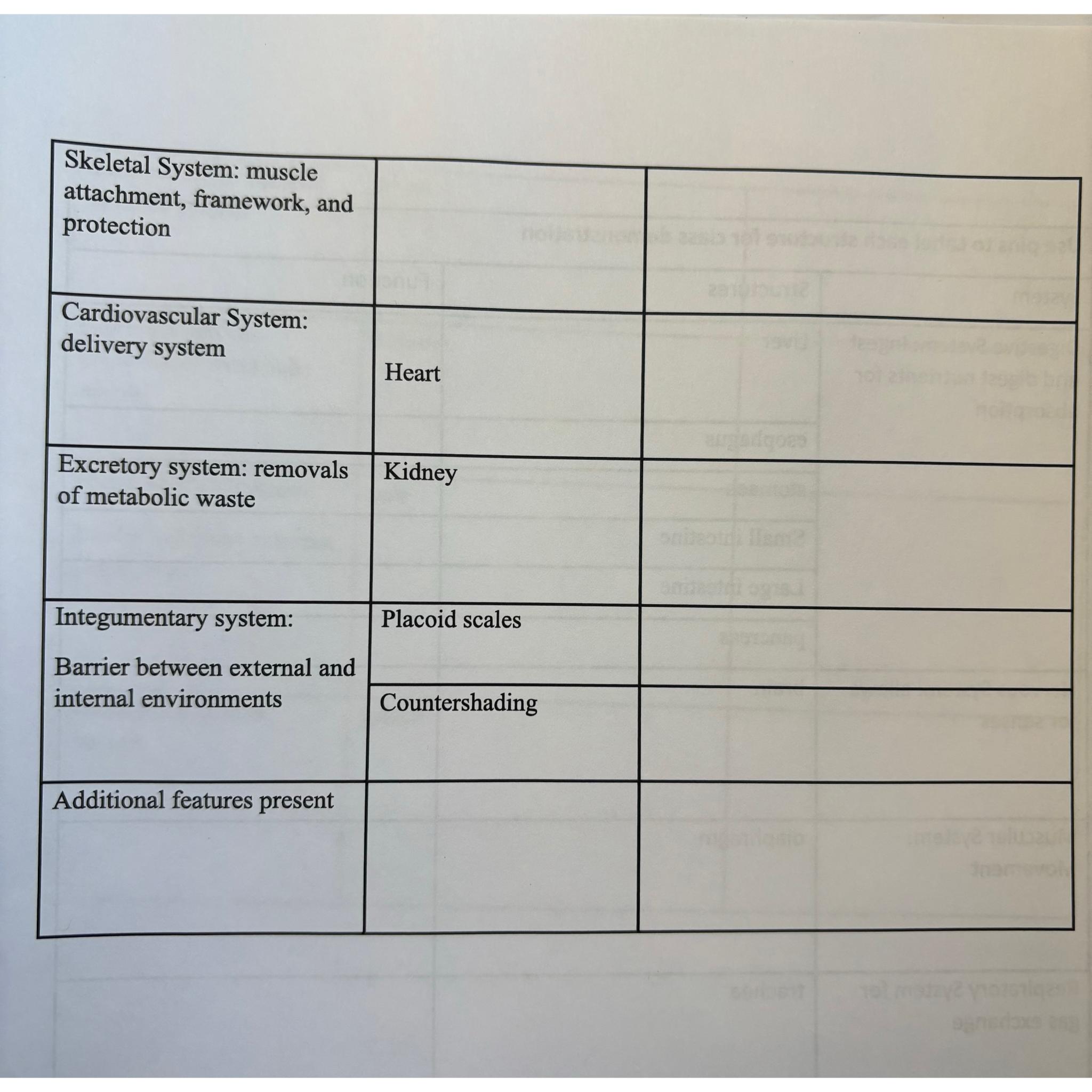 Solved \table[[\table[[Skeletal System: muscle],[attachment, | Chegg.com