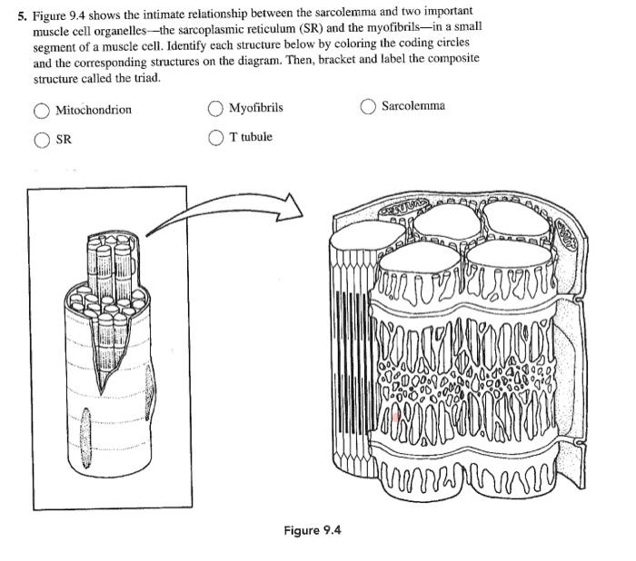 Solved 5. Figure 9.4 shows the intimate relationship between | Chegg.com