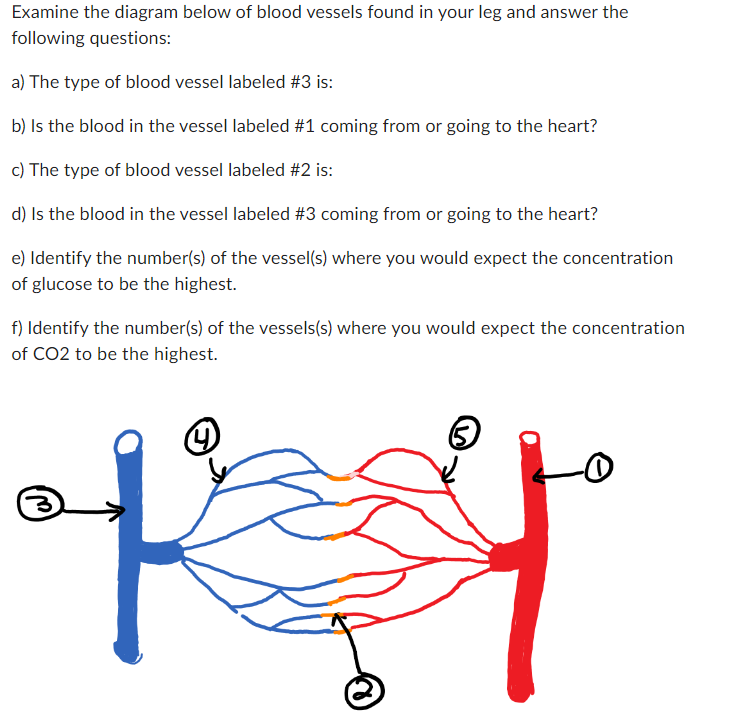 Examine the diagram below of blood vessels found in | Chegg.com
