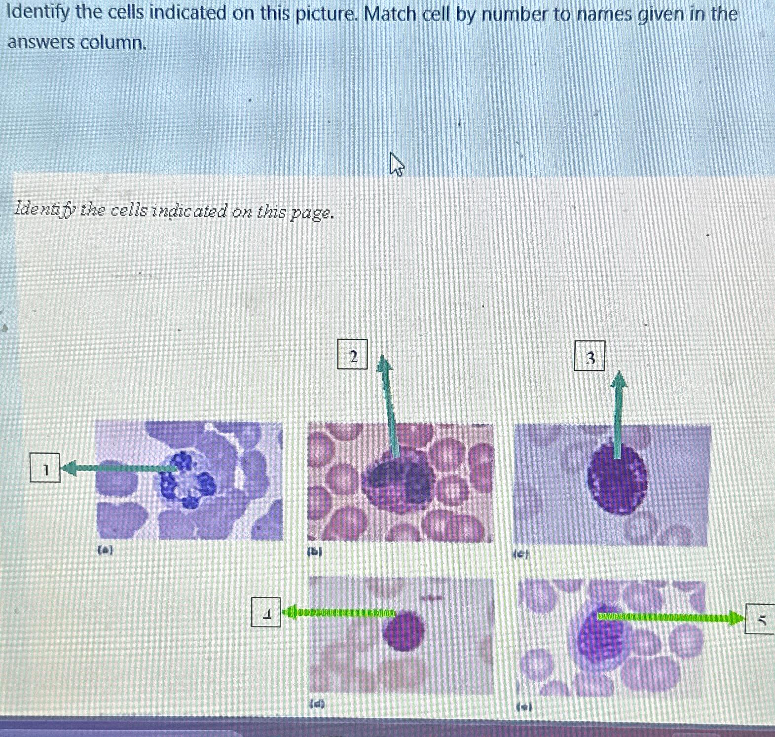 Solved Identify the cells indicated on this picture. Match | Chegg.com