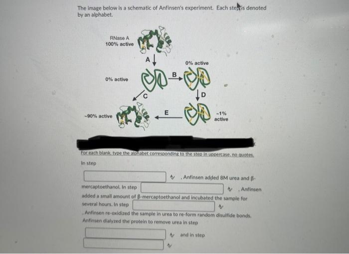 Solved The image below is a schematic of Anfinsen's | Chegg.com