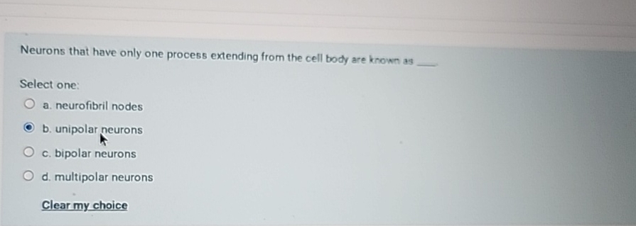 Solved Neurons that have only one process extending from the | Chegg.com
