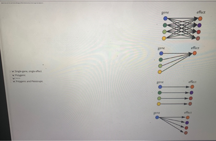 Solved gene effect gene effect Single-gene, single effect | Chegg.com