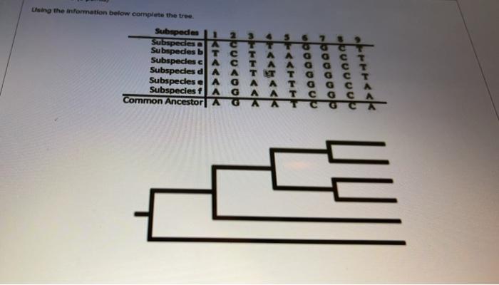 Solved Using the information below complete the tree | Chegg.com