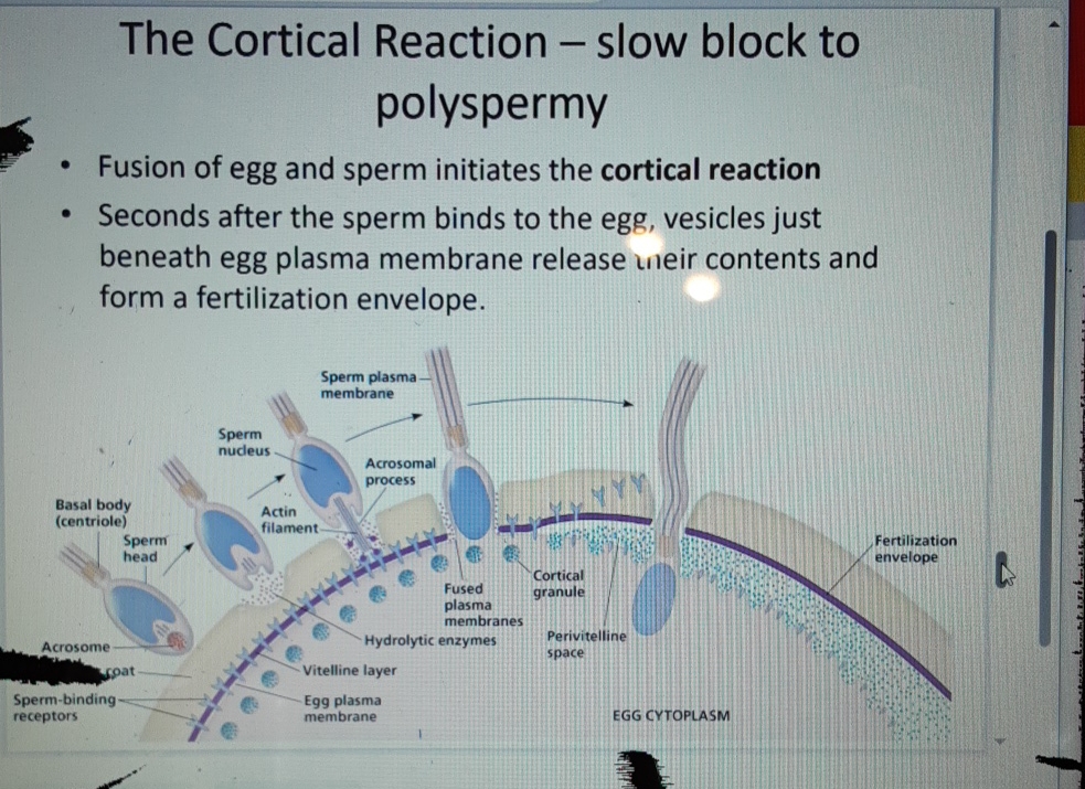 Solved The Cortical Reaction - ﻿slow block to | Chegg.com