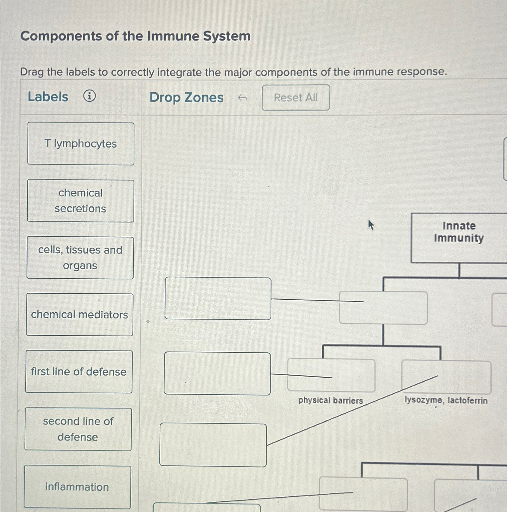 Solved Components of the Immune SystemDrag the labels to | Chegg.com