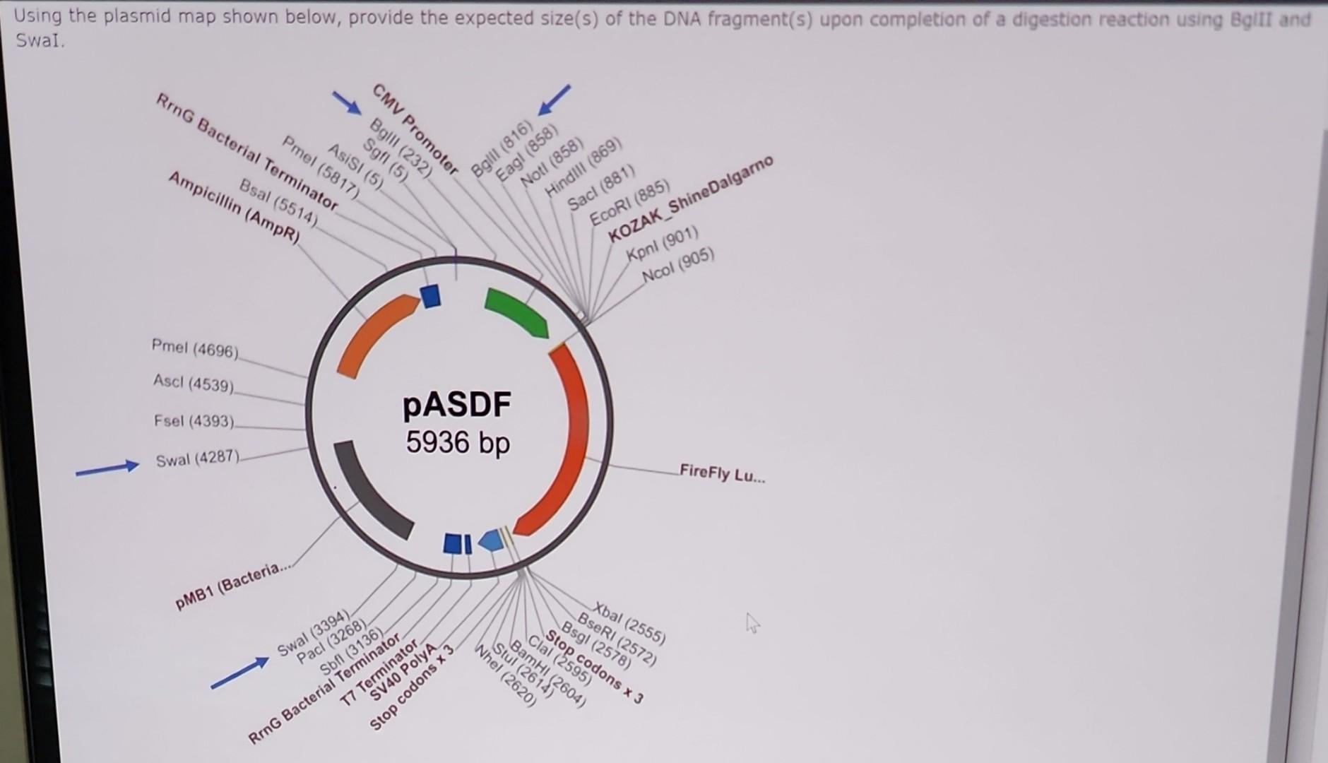 Solved Using the plasmid map shown below, provide the | Chegg.com