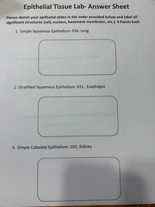 Solved Epithelial Tissue Lab- Answer Sheet Please sketch | Chegg.com