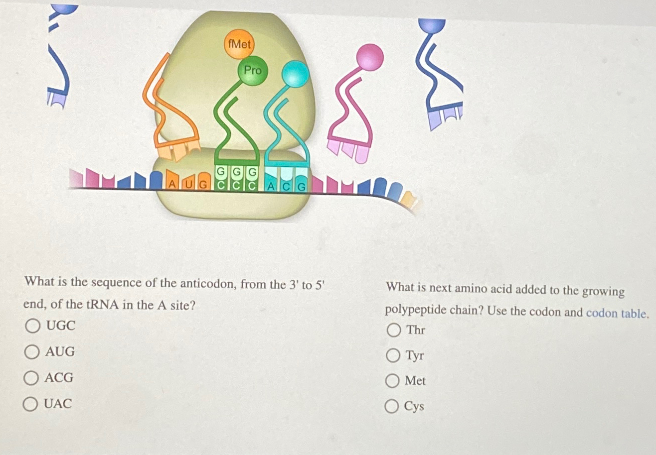 Solved What is the sequence of the anticodon, from the 3' | Chegg.com