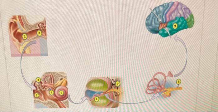 Solved Vibration of the ossicles causes the stapes to 1 Х | Chegg.com