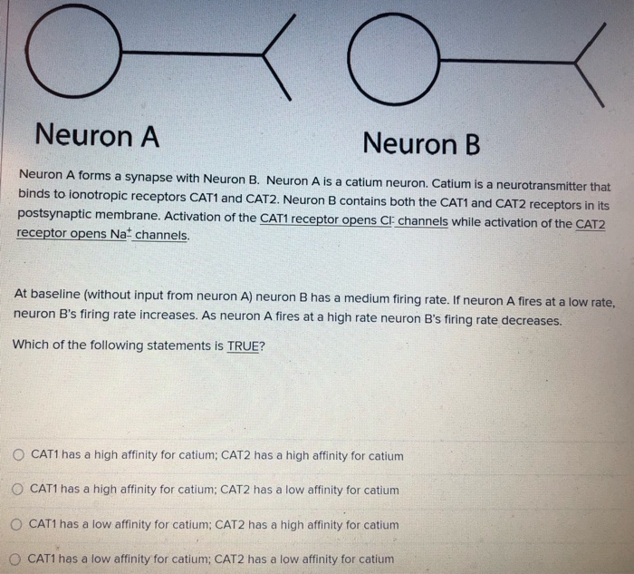 Solved Neuron A Neuron B Neuron A forms a synapse with | Chegg.com