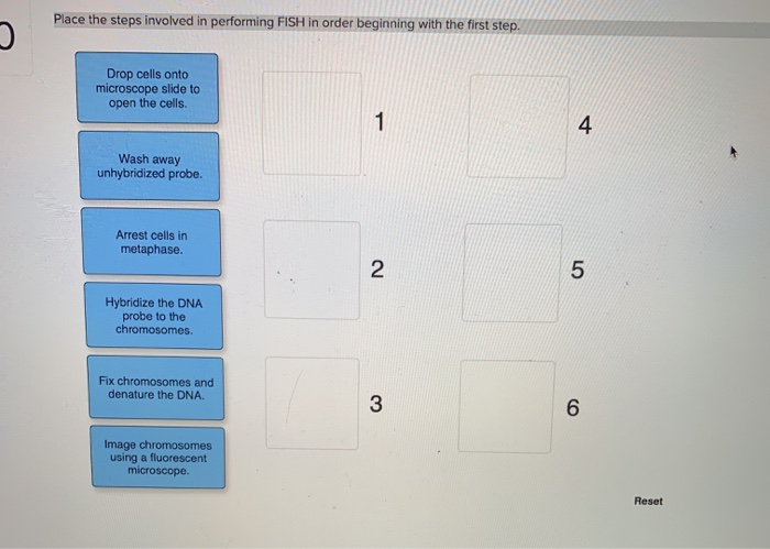 Solved Place the steps involved in performing FISH in order | Chegg.com