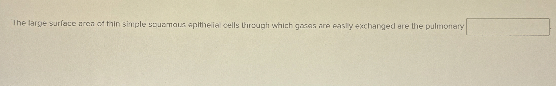 Solved The large surface area of thin simple squamous | Chegg.com
