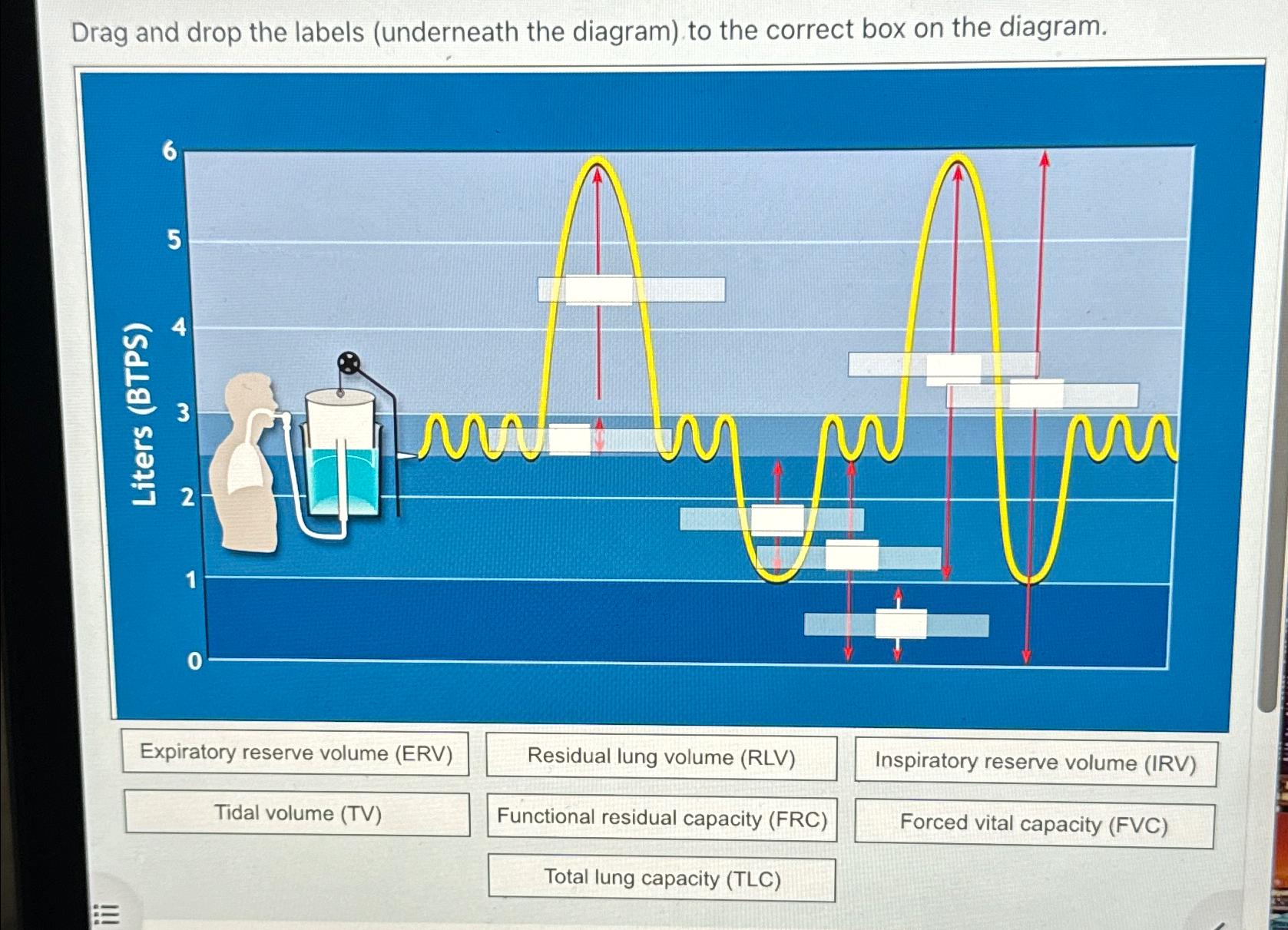 Solved Drag and drop the labels (underneath the diagram) ﻿to | Chegg.com