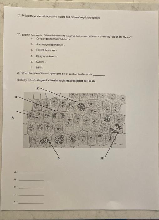 Solved CHAPTER 12: MITOSIS WORKSHEET NAMEE Label the parts | Chegg.com