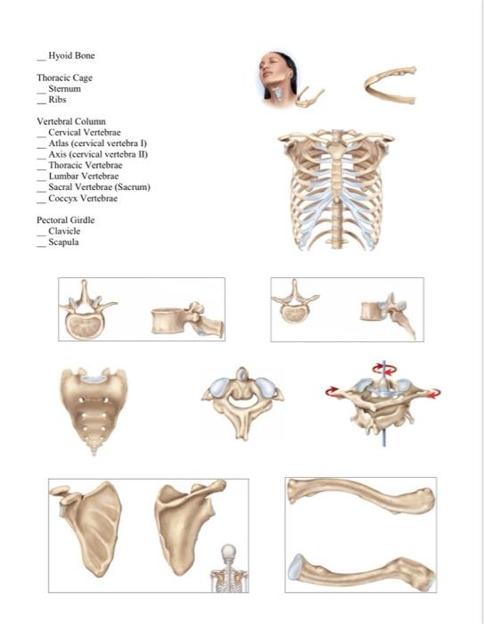Solved Skeletal Lab In this lab students will learn to | Chegg.com