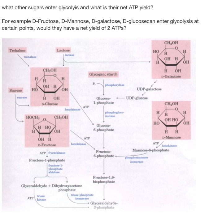 what other sugars enter glycolyis and what is their | Chegg.com