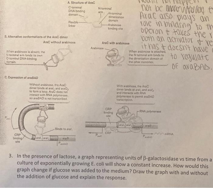 Solved 5. In the presence of lactose, a graph representing | Chegg.com