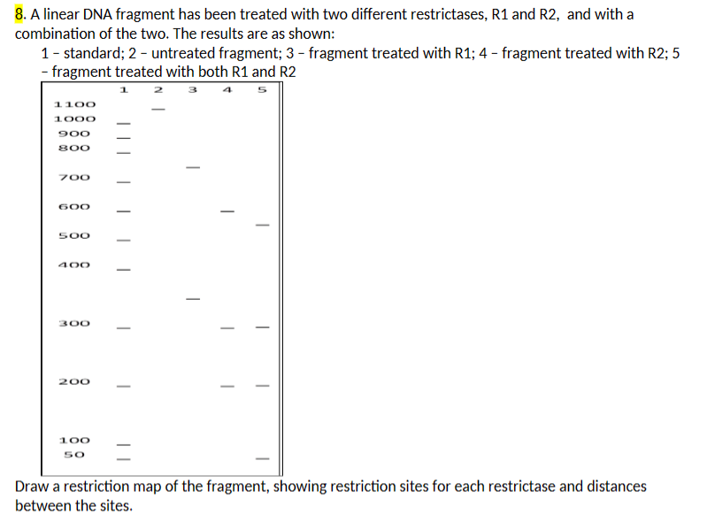 Solved A linear DNA fragment has been treated with two | Chegg.com