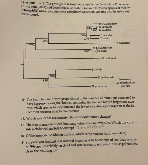 Solved Questions 15-19. The phylogram is based on a tree by | Chegg.com