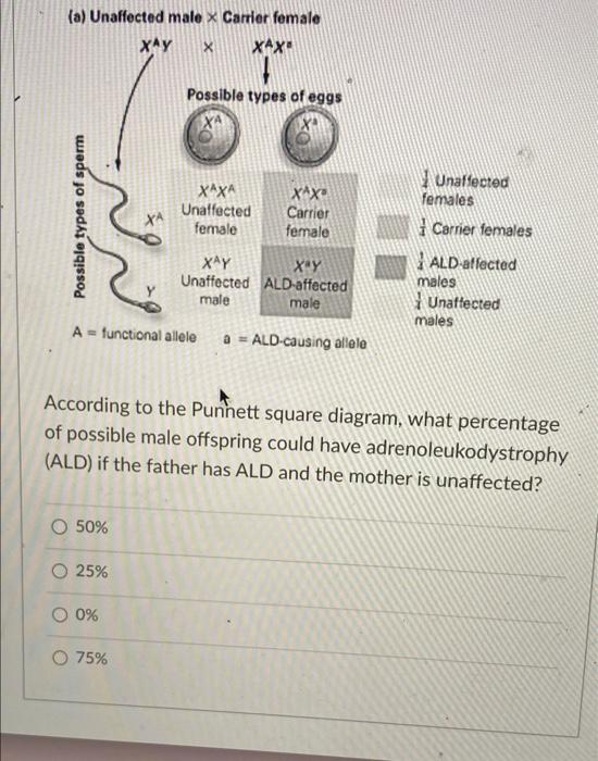Solved (a) Unaffected male x Carrier female ху X ХАХ: | Chegg.com