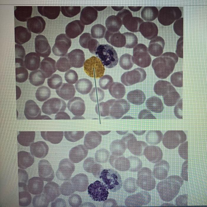 Solved Identify the highlighted cell. Submit Request | Chegg.com