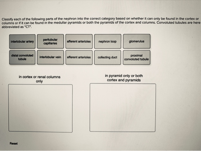 Solved Classify each of the following parts of the nephron | Chegg.com
