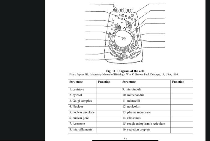 Solved EXTRA (self-test): Name the cell organelles in an EM | Chegg.com