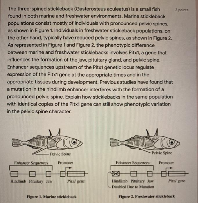 Solved 3 points The three-spined stickleback (Gasterosteus | Chegg.com