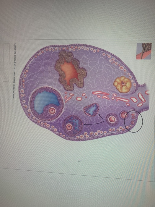 Solved Qo900 Label the circled structures in the image | Chegg.com