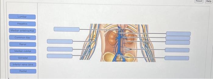 Solved Exercise 22 Review: Blood Vessels | Chegg.com